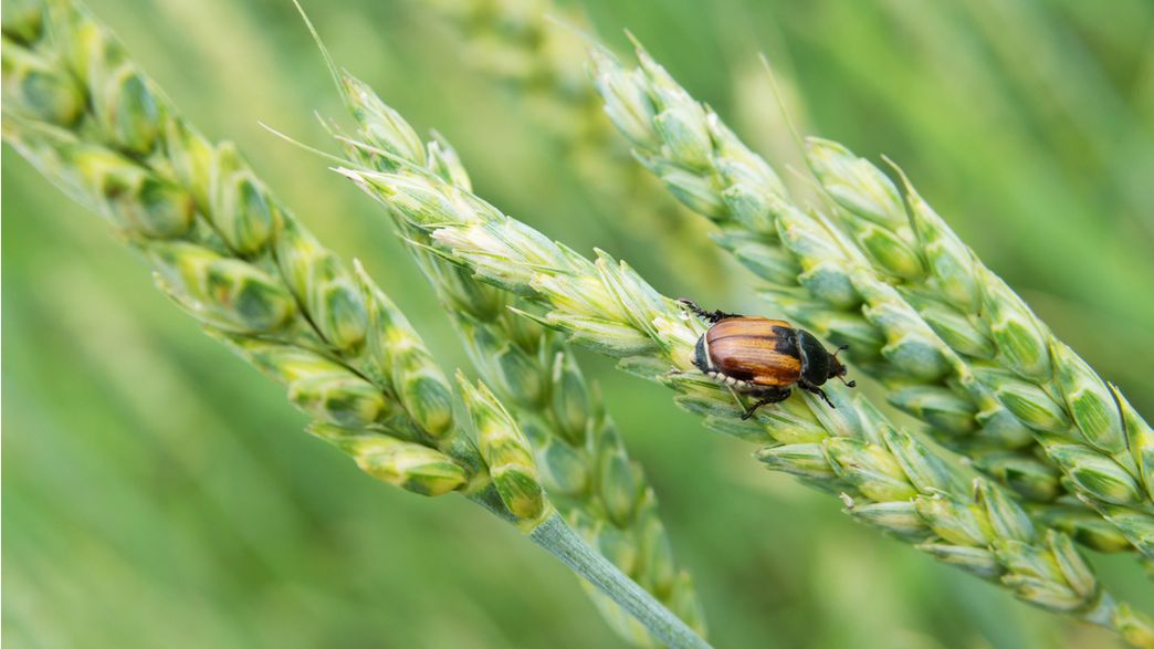 Scientists Are Developing 'Sexy Plants' To Protect Crops From Insects ...