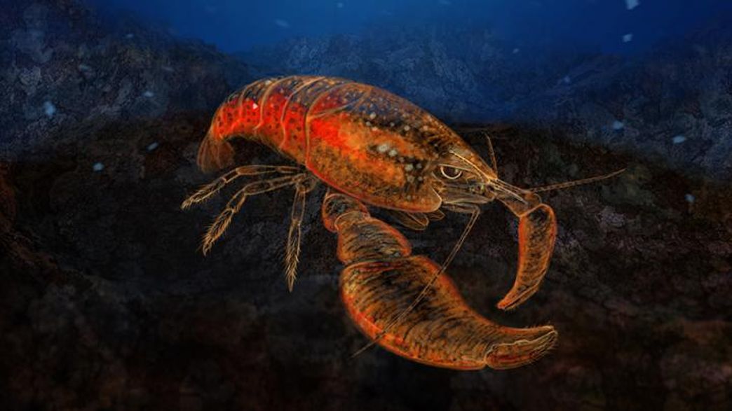 New Fuzzy-Footed Shrimp Species Is Named After Bilbo Baggins | IFLScience