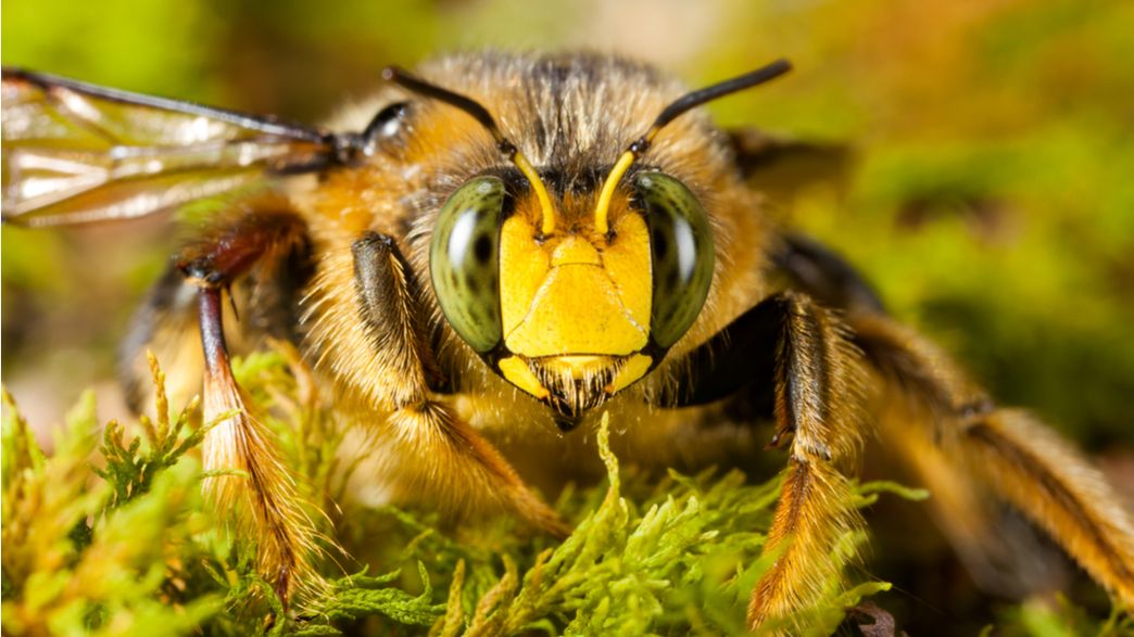 Honey Bees Can Understand The Advanced Mathematical Concept Of Zero ...