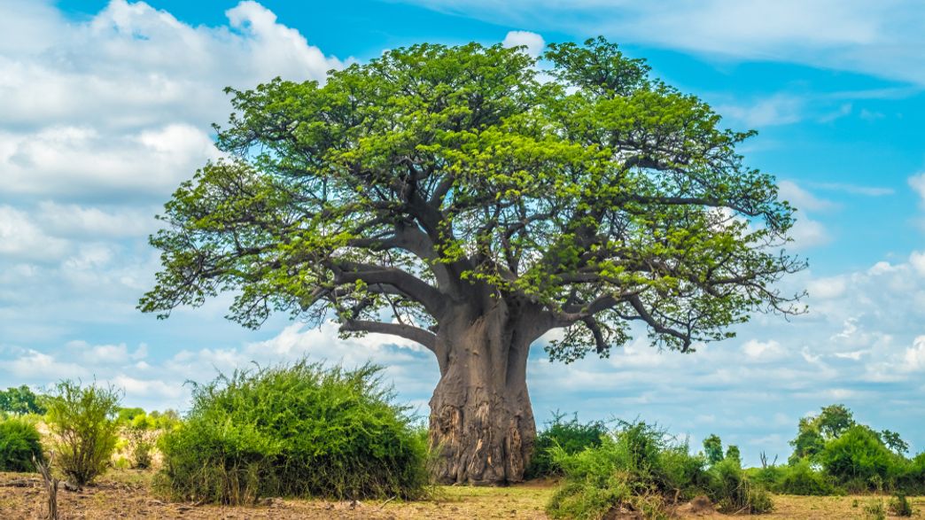 Something Worrying Is Happening To Africa's Largest Trees | IFLScience