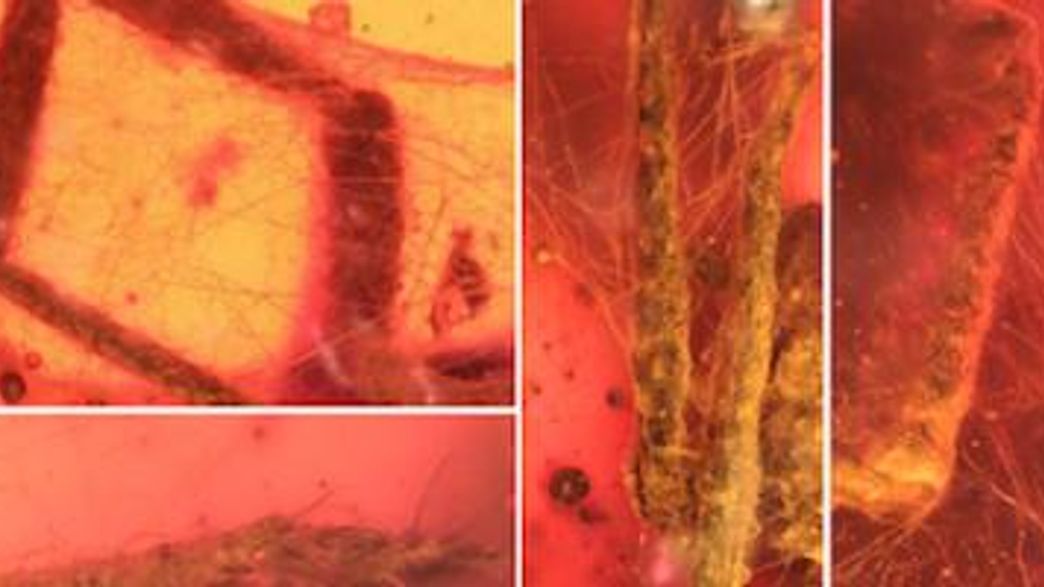 Tick Wrapped In Spider Silk And Frozen In Amber Discovered From The ...