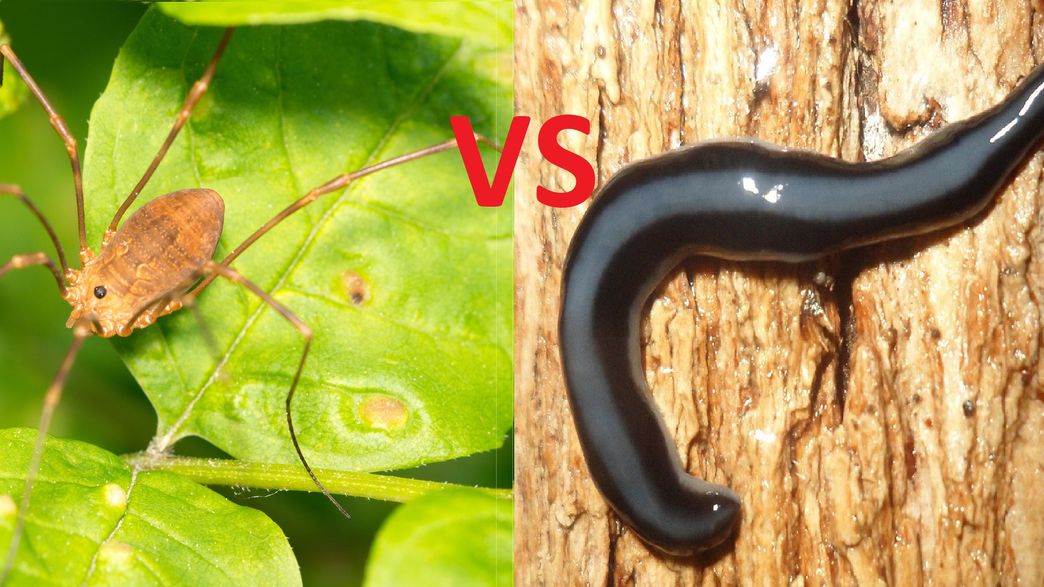 Researchers Stage Epic Spider-Worm Duels In The Name Of Science ...