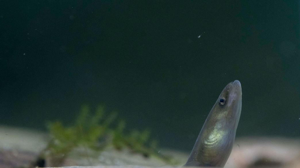 Eels Are Getting High On Cocaine Thanks To Our Polluted Waterways ...