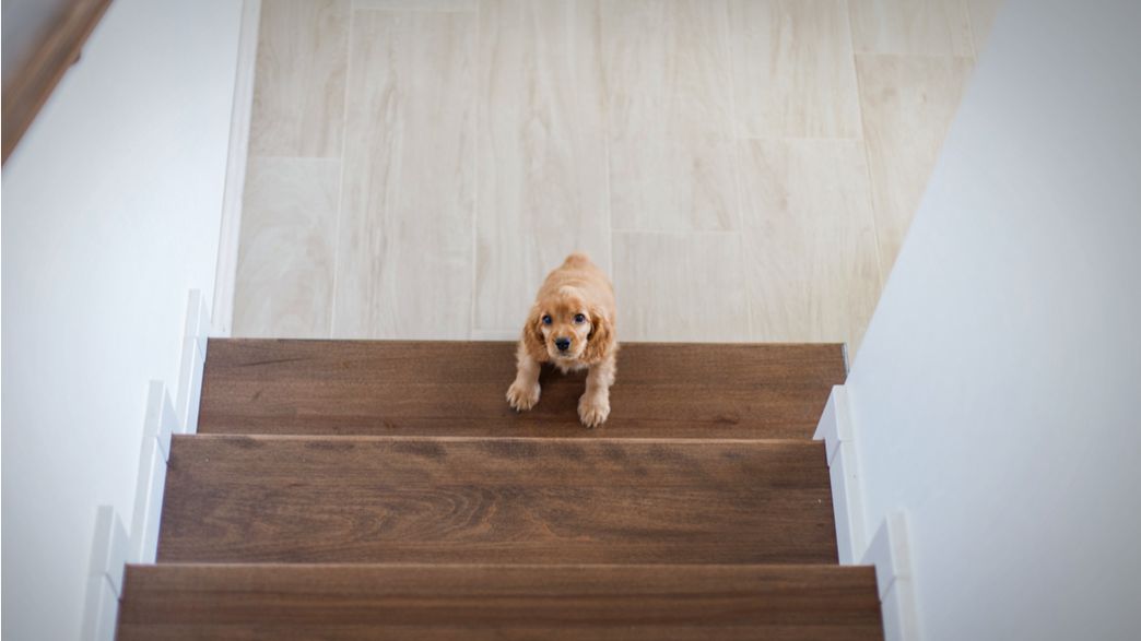 Dogs Gauge New Situations Using Human Emotional Cues | IFLScience