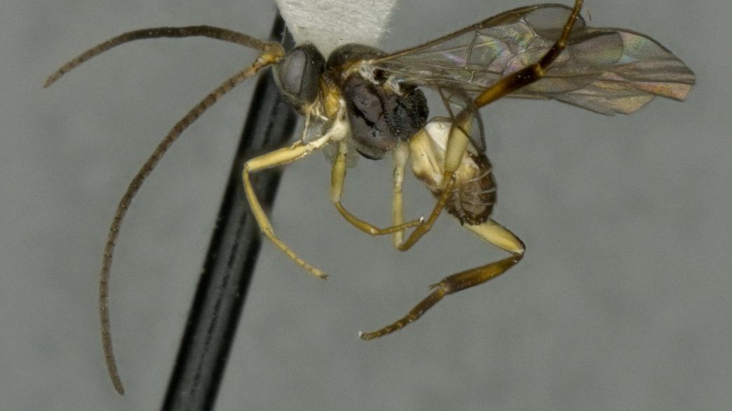 These New Wasps Have Been Given Seriously Weird Names For Appropriately ...