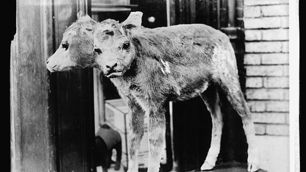 "Mutant" Calf Reportedly Born With Two Heads | IFLScience