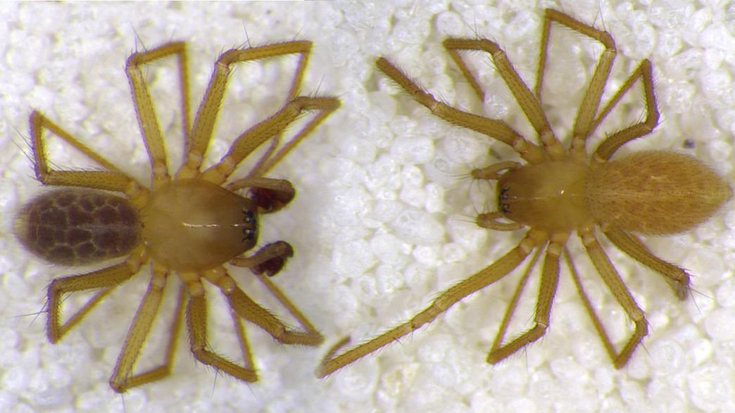 Tiny New Translucent Spider Discovered Living In Just One Specific ...