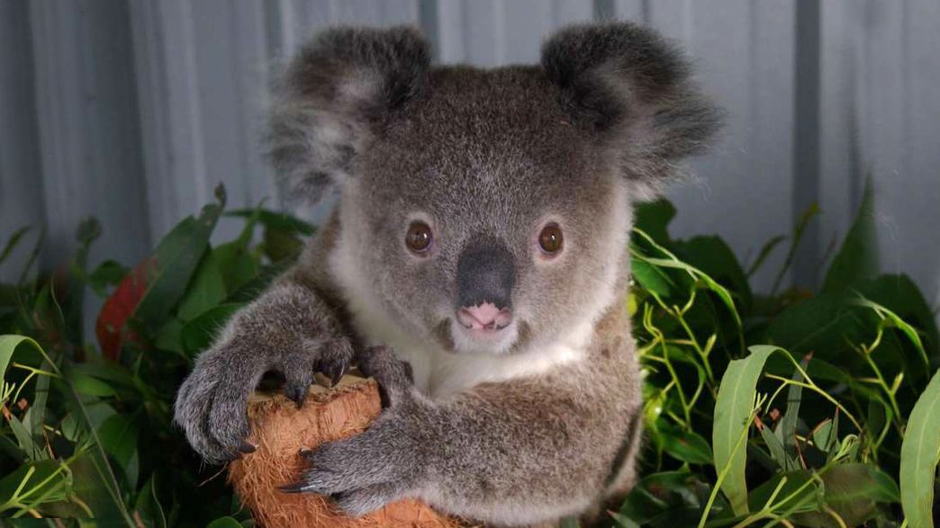 Koala Genome Sequenced For The First Time, And It Could Be What Saves ...