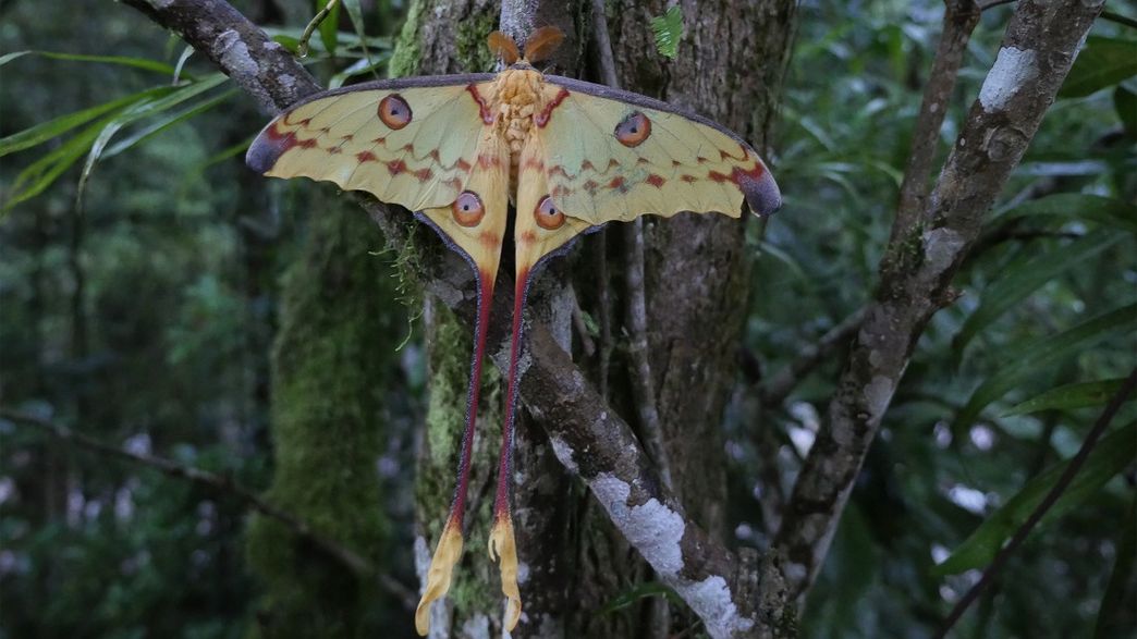 Moths Have Developed An “Anti-Bat Signal” To Avoid Getting Eaten ...