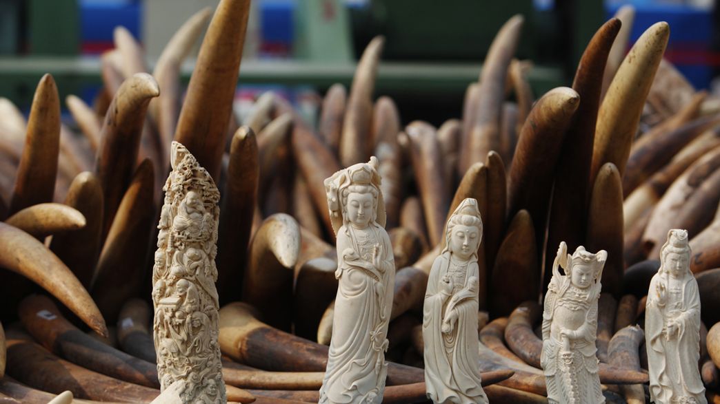 Illegal Ivory Falsely Marketed As "Antique" Is Being Sold In Europe ...