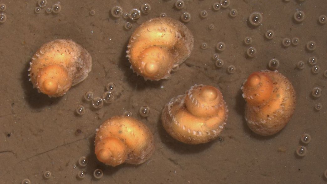 These Tiny Microsnails Have Weird "Scales" On Their Shells | IFLScience