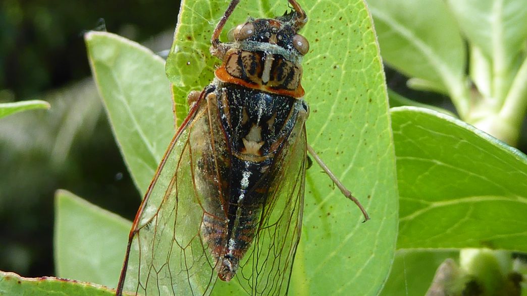 Parasite Gets Insects High On Drugs And Starts A Deadly Mass Orgy ...