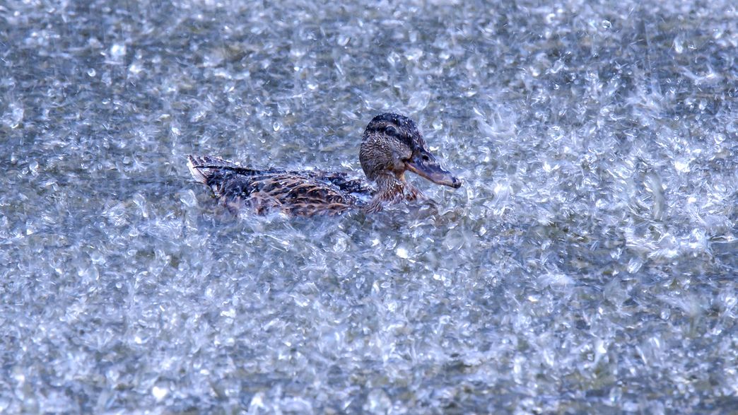 Video Showcases The Seemingly Fearless Way Birds Withstand Hailstorms ...