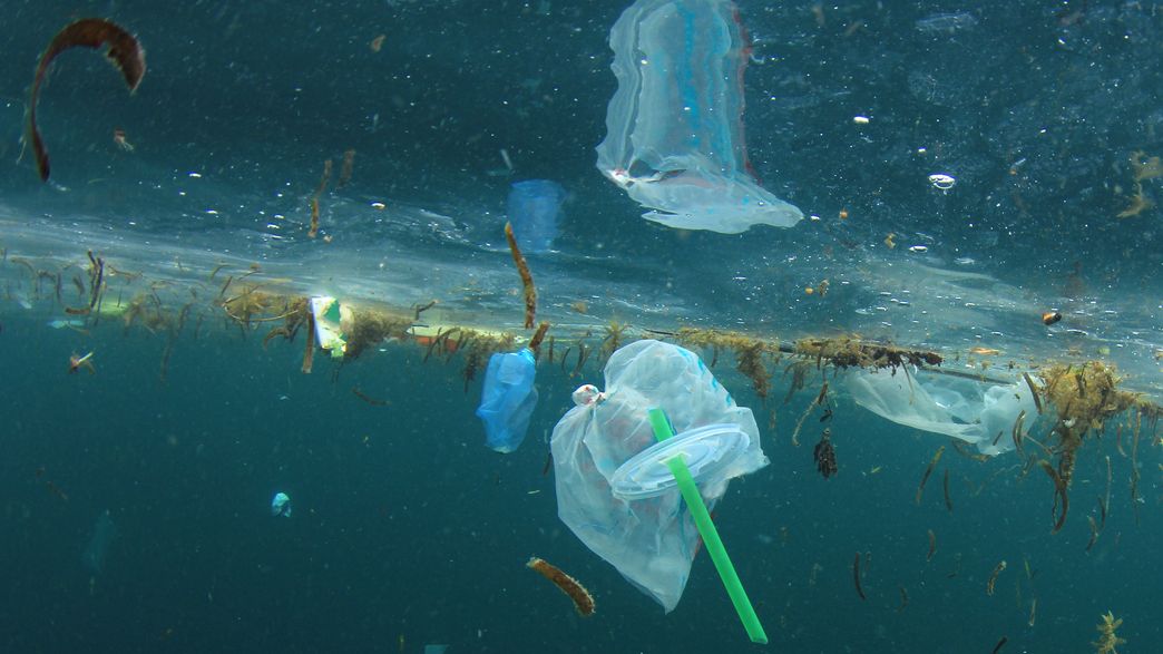 Heartbreaking Photo Captures Polar Bear Trying To Eat Plastic Bag ...