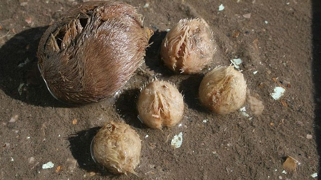 Washed Up "Sea Potatoes" Puzzle British Beachgoers | IFLScience