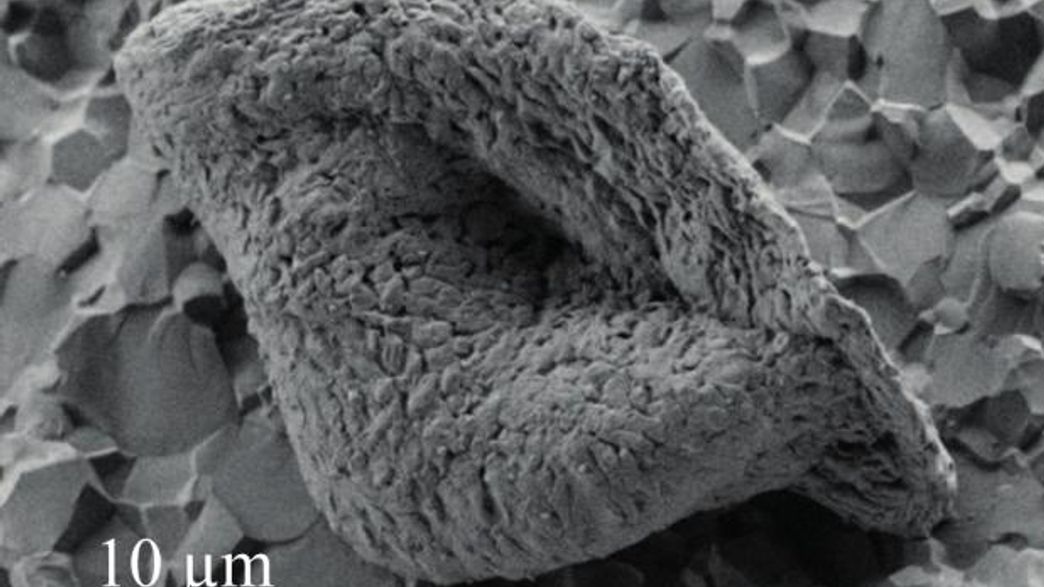 Oldest Confirmed Fossils On Earth Share Similarities With Modern ...