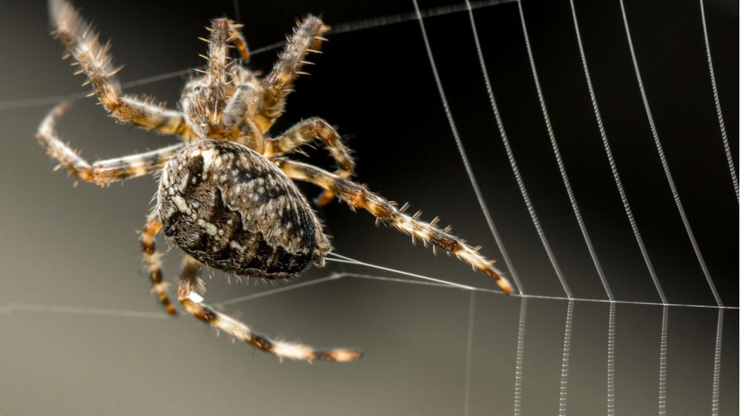 The US Army Is Testing Whether Spider Silk Suits Really Can Stop ...