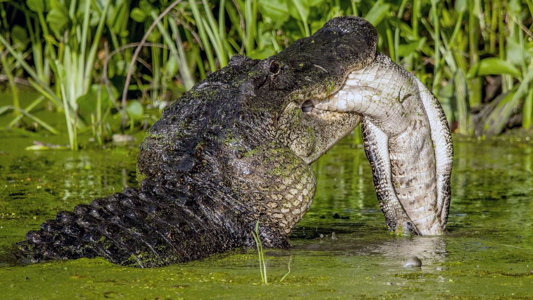 Massive Alligator Spotted Cannibalizing Smaller Rival In Texas | IFLScience