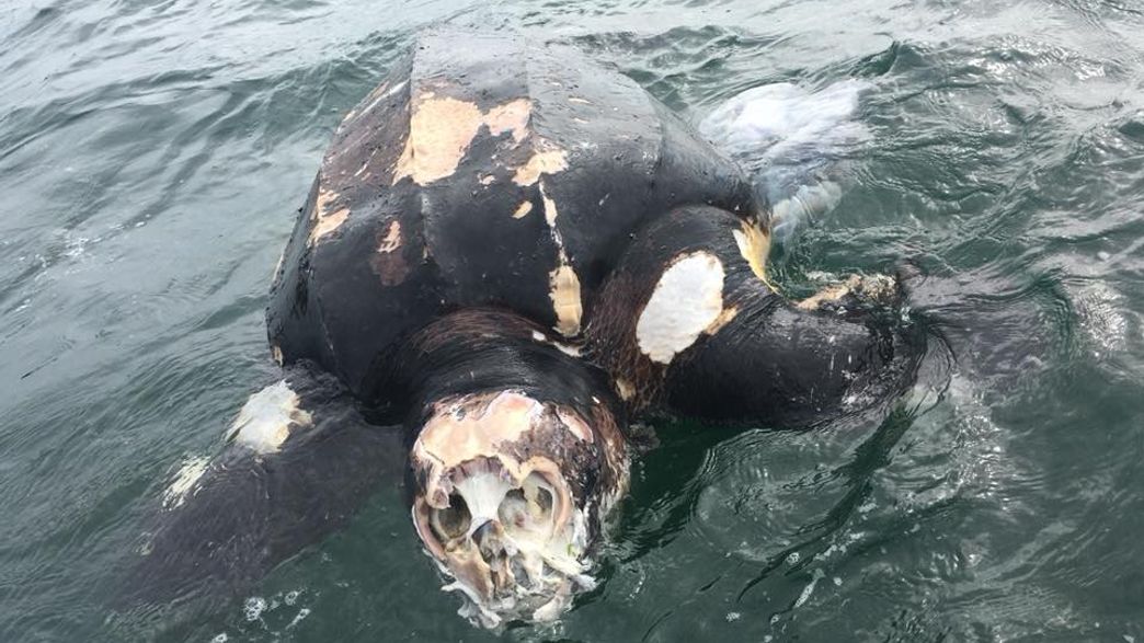 A Zombie-Like Turtle The Size Of A Boat Just Washed Up On A UK Shore ...