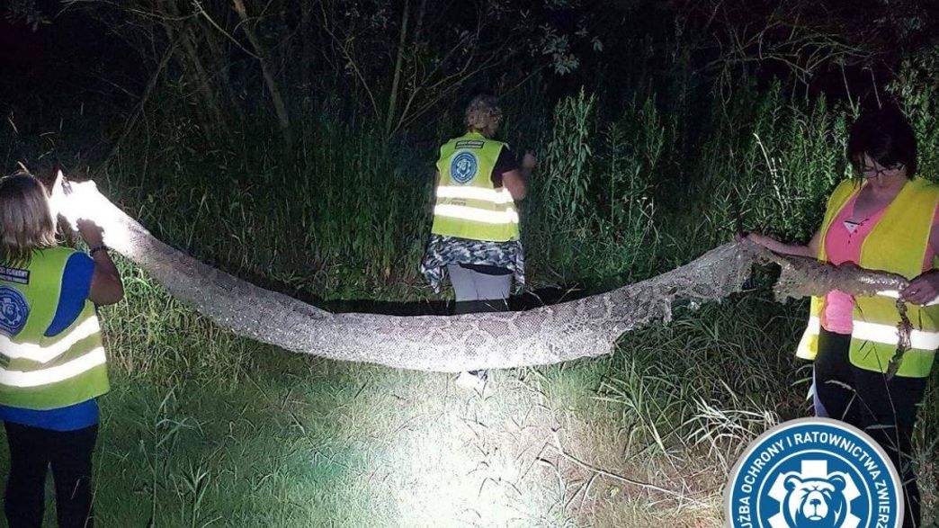 18-Foot Python On The Lam In Poland Evades Capture For More Than Two ...