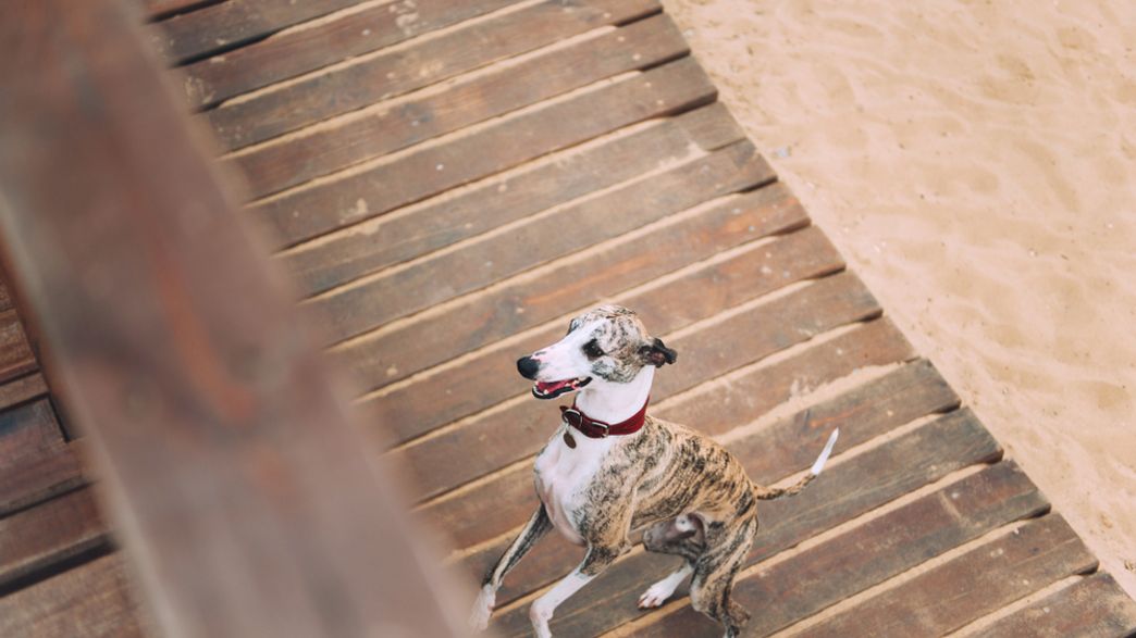 CRISPR Breakthrough Fixes Debilitating Muscular Dystrophy In Dogs ...