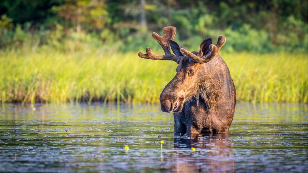 Moose Drowns In Lake After Onlookers Crowd It To Take Photographs ...