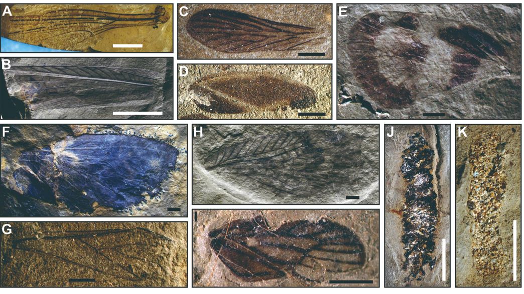 These Fossils Have Changed What We Thought We Knew About Insect ...