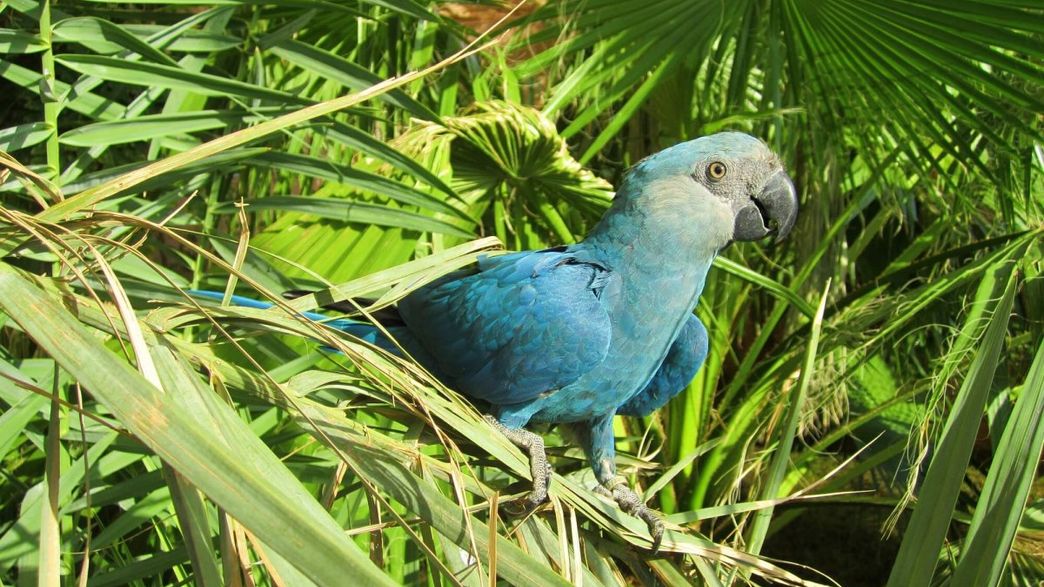 Blue Parrots That Inspired The Movie “Rio” Are Now Extinct In The Wild ...