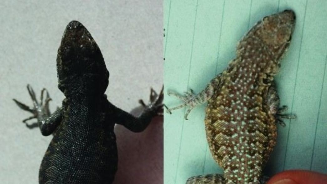 This Lizard Can Adapt To New Environments By Changing Its Own Color In ...