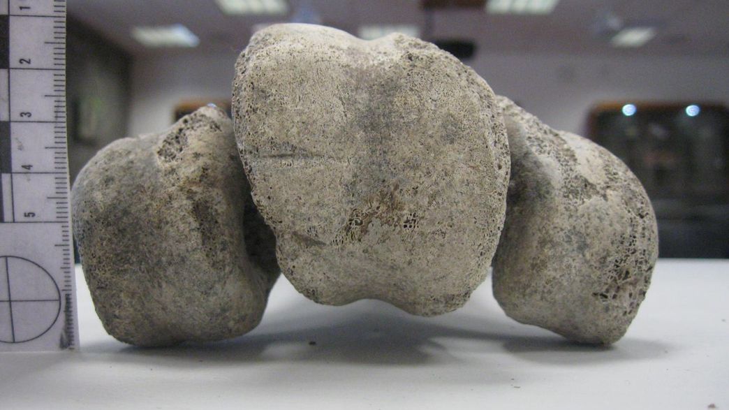 Giant Elephant Bird Fossils Show Humans Arrived On Madagascar 6,000 ...