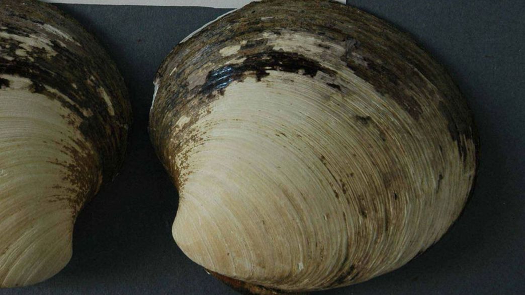 The Oldest Animal Ever Documented Had A Scandalous Death | IFLScience