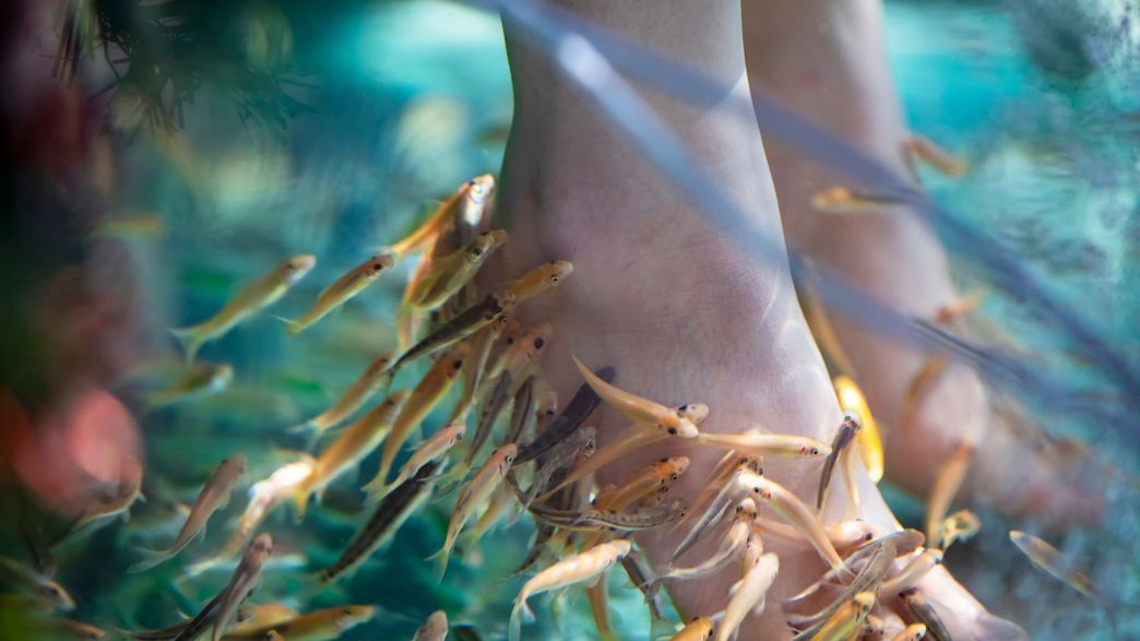 Woman's Toe Amputation Linked To Thai Fish Pedicure, So Should You Be ...