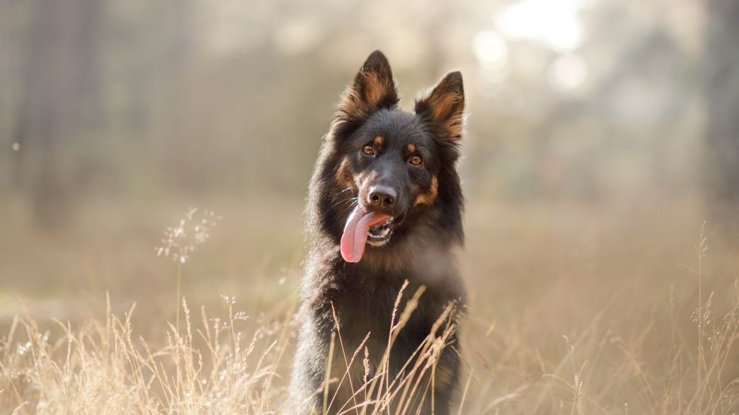 Very Good Doggo Finds 3,000-Year-Old Buried Treasure While Out On Walk ...