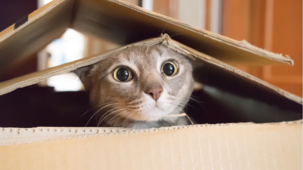 Police Claim They Have Solved The Mystery Of The Cat Serial Killer ...