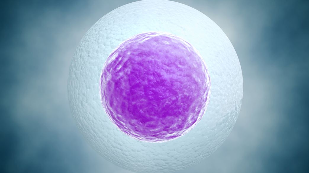 Scientists Have Turned Blood Cells Into Human Egg Cells For The First ...