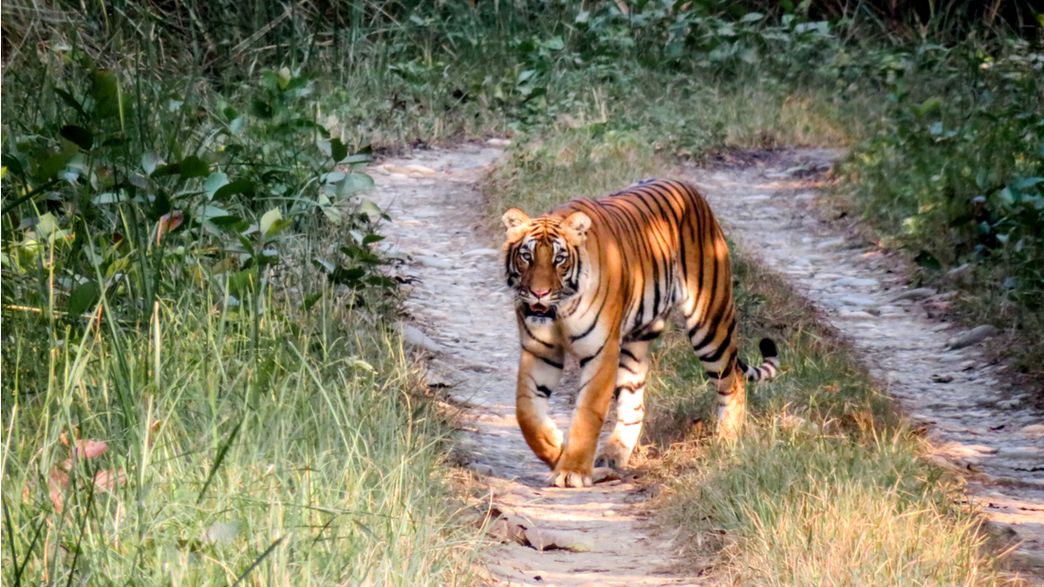Nepal's Tiger Population Doubles Thanks To Dedicated Conservation Work ...