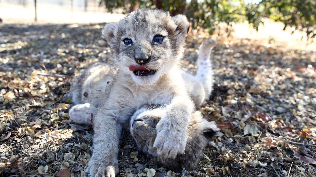 World's First Artificial Insemination Lion Cubs Thriving, Despite ...