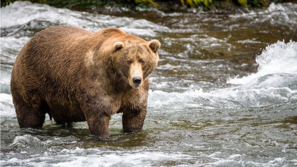 It's Fat Bear Week! | IFLScience