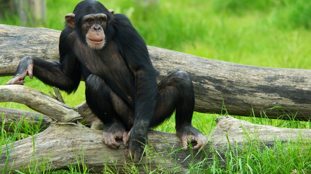 Chimps' Secret To A Long Life Is Being Nice To Others | IFLScience