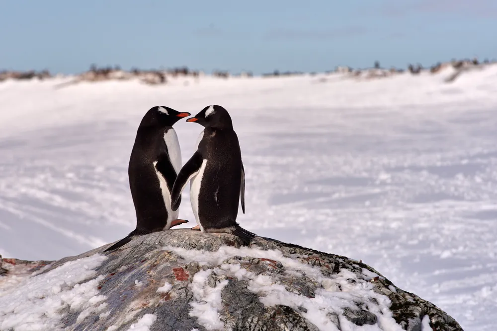 Gentoo Penguins Pebble