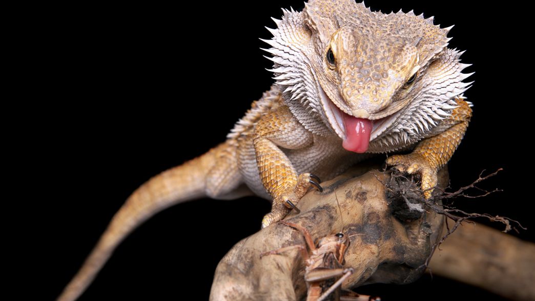 Dragons Reveal The Origins Of Dreams | IFLScience