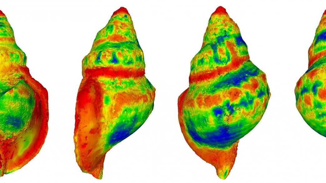 Ocean Acidification Found To Dissolve Sea Snail Shells | IFLScience