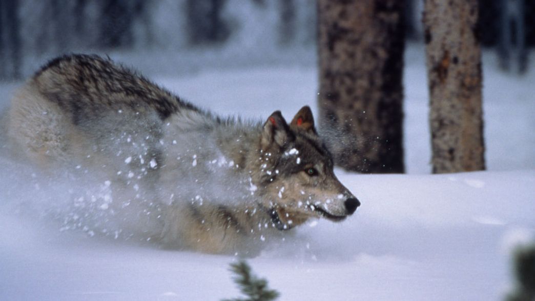 We Reintroduced Wolves To Yellowstone 20 Years Ago And It Profoundly ...