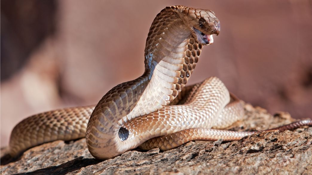 A Snake Nicknamed "Hannibal" Helped Reveal Cannibalism Is Common In ...