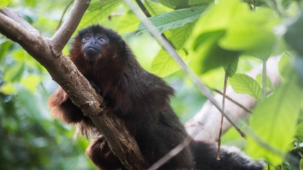 How This Caribbean Island Got A Monkey Like No Other | IFLScience