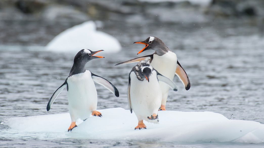 Antibiotic-Resistant Bacteria Found Inside Penguins And Other Birds ...