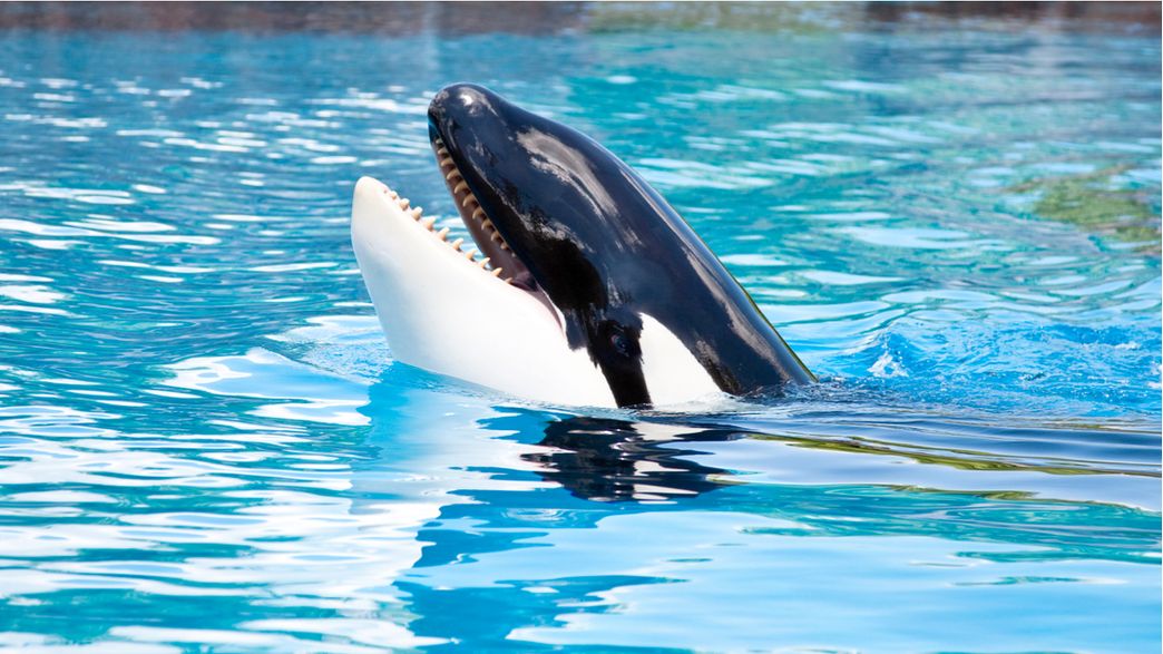 New Research Likens Orca Personality Traits To Those Of Humans And ...