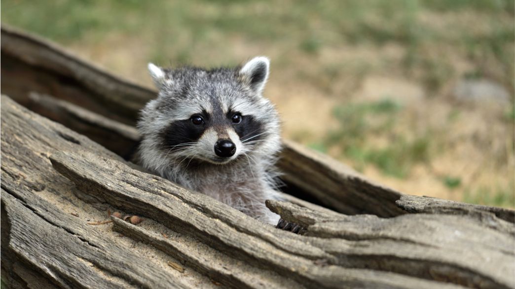 Raccoons Believed To Have Rabies Turned Out To Just Be Drunk | IFLScience