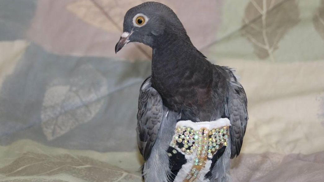 The Story Of A Missing Bedazzled Jumpsuit-Wearing Pet Pigeon Has Taken ...