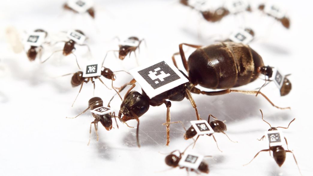 Ants Change Their Behavior To Control Disease Epidemics | IFLScience